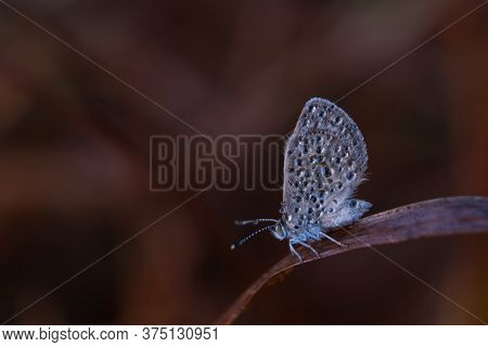 Macro Tiny Grass Blue Image & Photo (Free Trial) | Bigstock