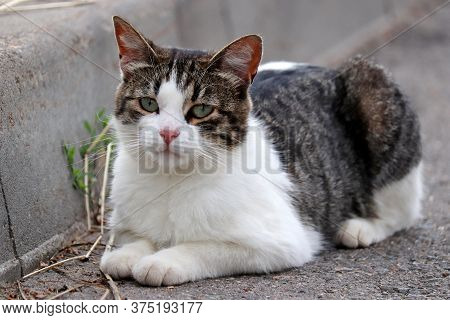 Sad Stray Cat Sitting Image & Photo (Free Trial) | Bigstock