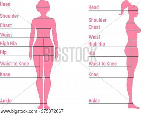 Female Size Chart Vector & Photo (Free Trial) | Bigstock