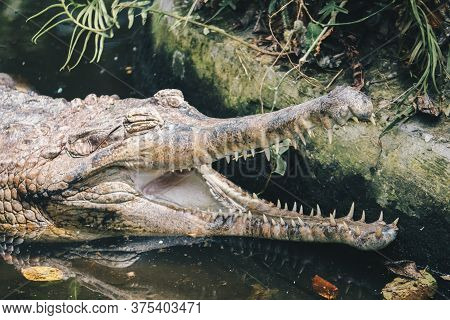 Matured Male Gharial ( Image & Photo (Free Trial) | Bigstock