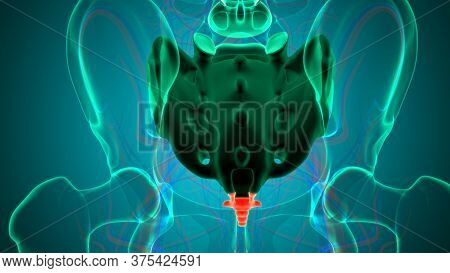 Human Skeleton Image & Photo (Free Trial) | Bigstock