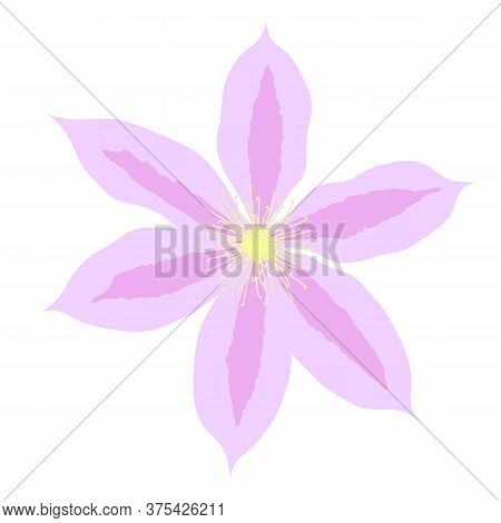 Beautiful Clematis Vector & Photo (Free Trial) | Bigstock