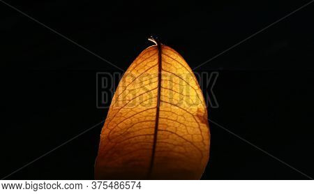 Closeup Dried Brown Image & Photo (Free Trial) | Bigstock