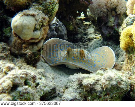 Taeniura Lymma. Image & Photo (Free Trial) | Bigstock