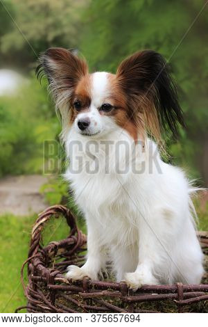 Miniature Papillon Dog Image & Photo (Free Trial) | Bigstock