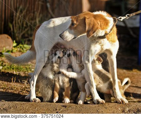 Hound Dog Puppies Image & Photo (Free Trial) | Bigstock