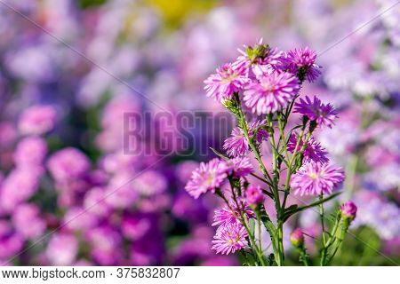 Closeup Crop Aster Image & Photo (Free Trial) | Bigstock