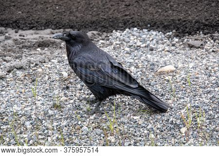 Raven Perching On Image & Photo (Free Trial) | Bigstock