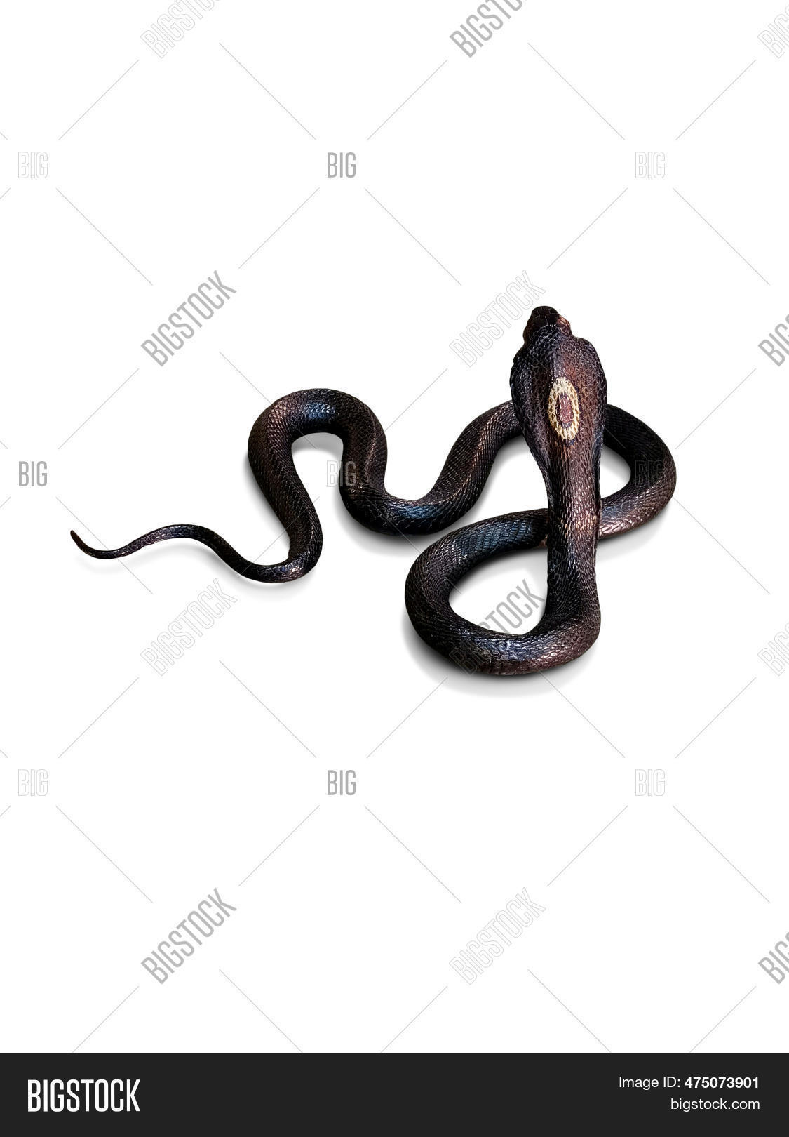 Cobra. Dead Venomous Image & Photo (Free Trial) | Bigstock