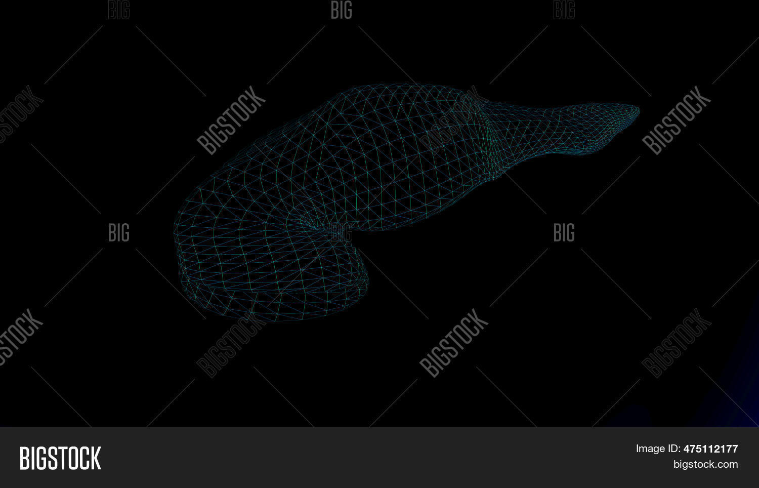 Pancreas Human 图片和照片（免费试用） | Bigstock