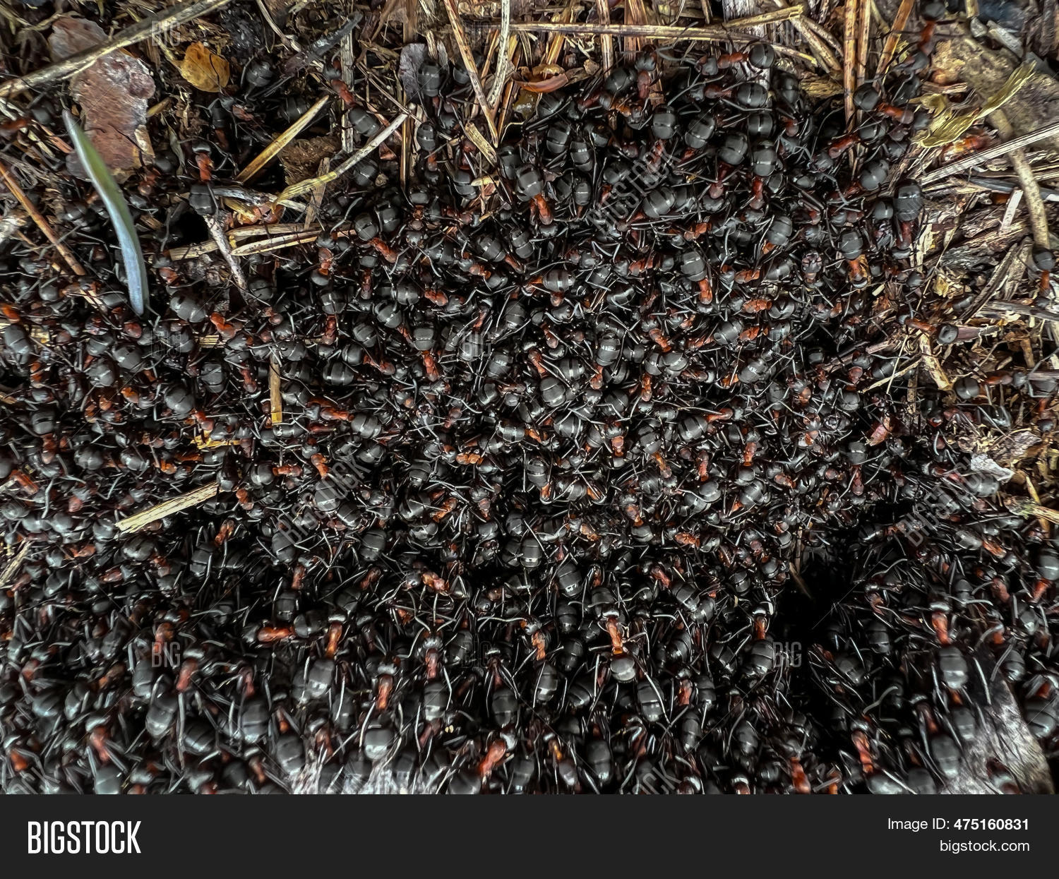 First Spring Emergence Image & Photo (Free Trial) | Bigstock