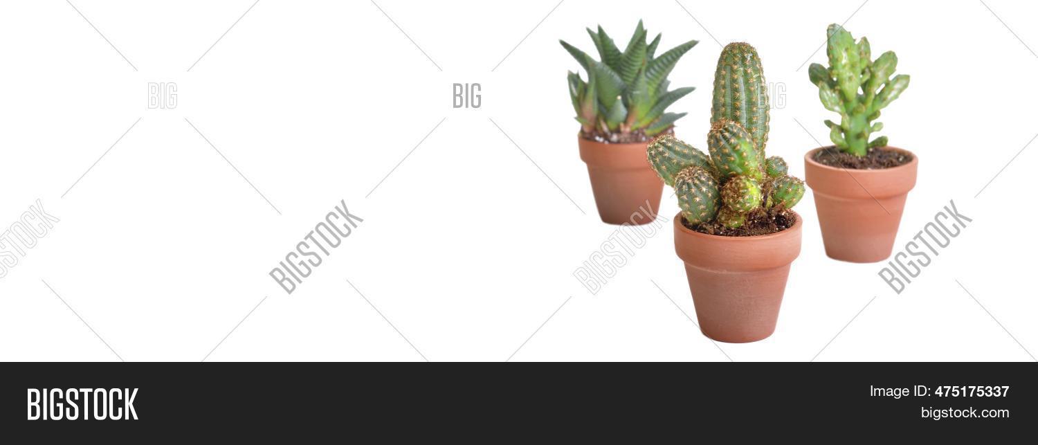 Three Small Cactus Image & Photo (Free Trial) | Bigstock