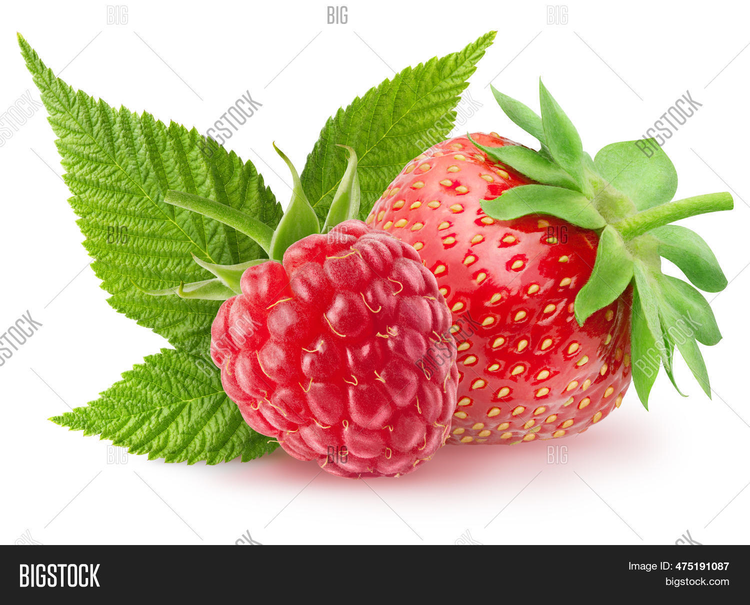 Isolated Berries. Image & Photo (Free Trial) | Bigstock