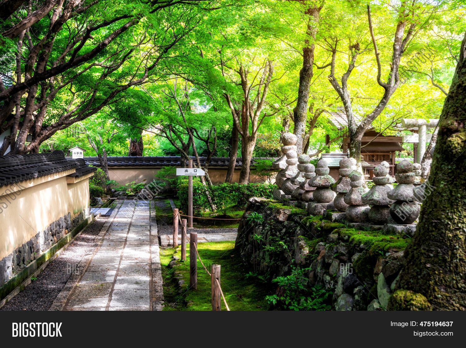 Japanese Nature Scenery