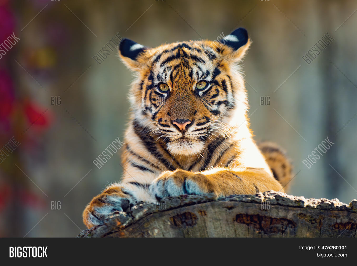 Sumatran Tiger ( Image & Photo (Free Trial) | Bigstock