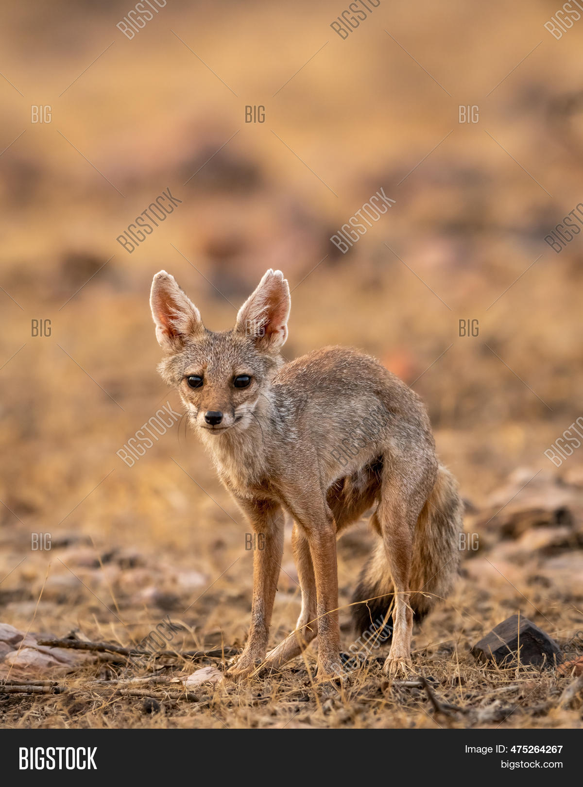 Indian Fox Bengal Fox Image & Photo (Free Trial) | Bigstock
