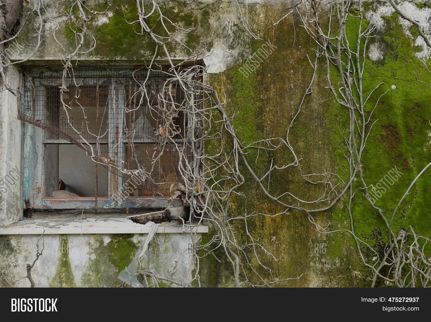 Old Wall Moss Withered Image & Photo (Free Trial) | Bigstock