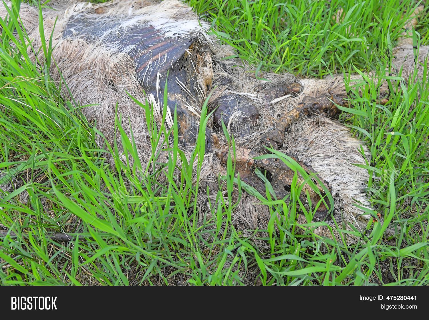 Close- Dead Deer. Image & Photo (Free Trial) | Bigstock