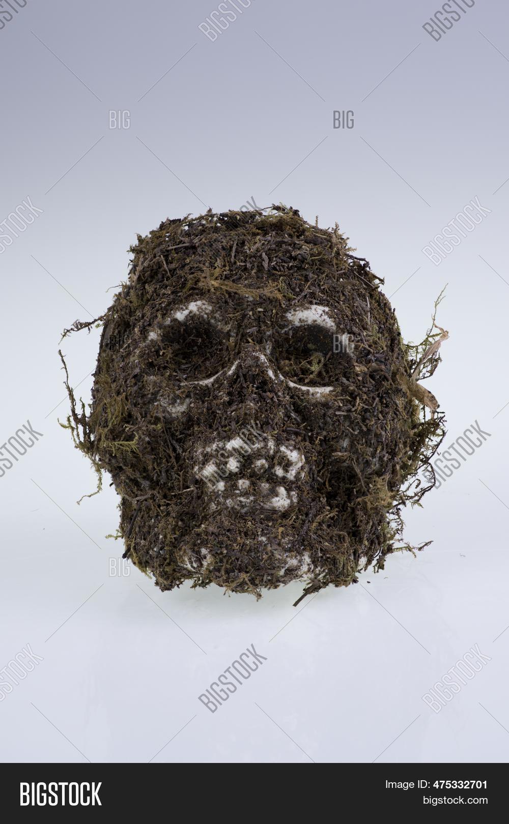 Moss Covered Skull Image & Photo (Free Trial) | Bigstock