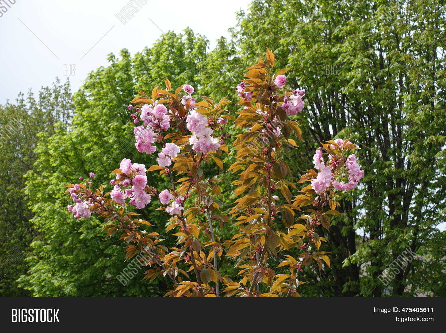 Upright Branches Image & Photo (Free Trial) | Bigstock