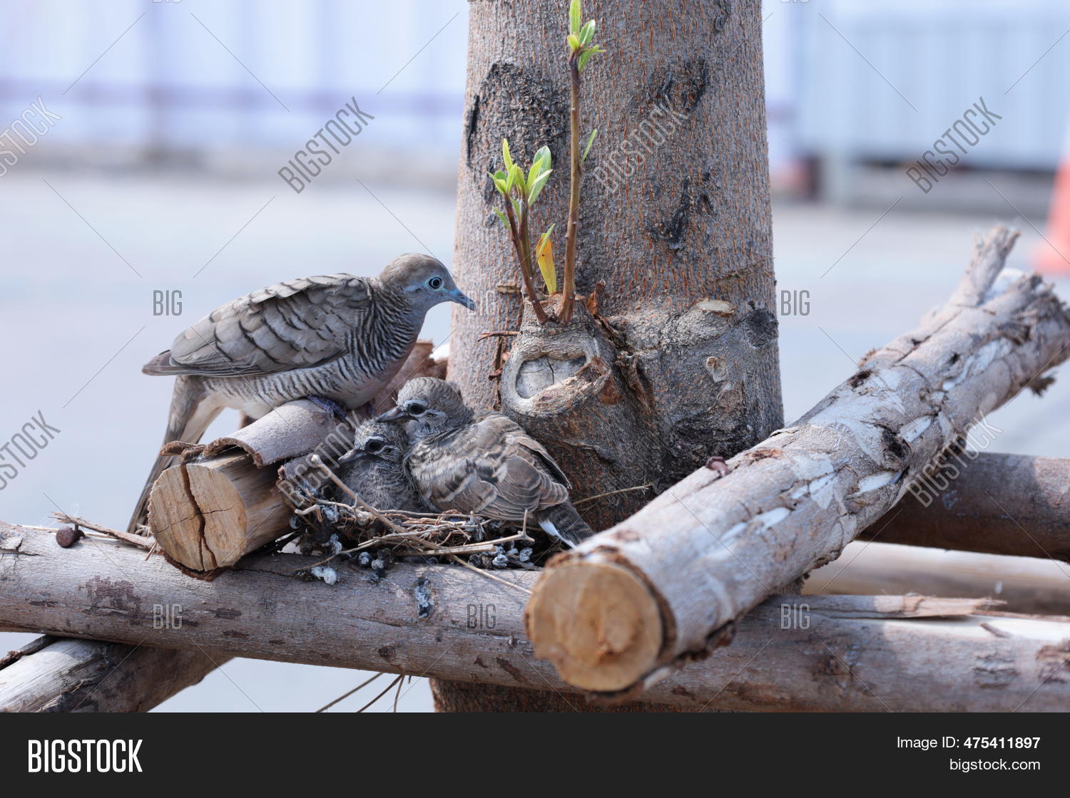 Two Dove Children Image & Photo (Free Trial) | Bigstock