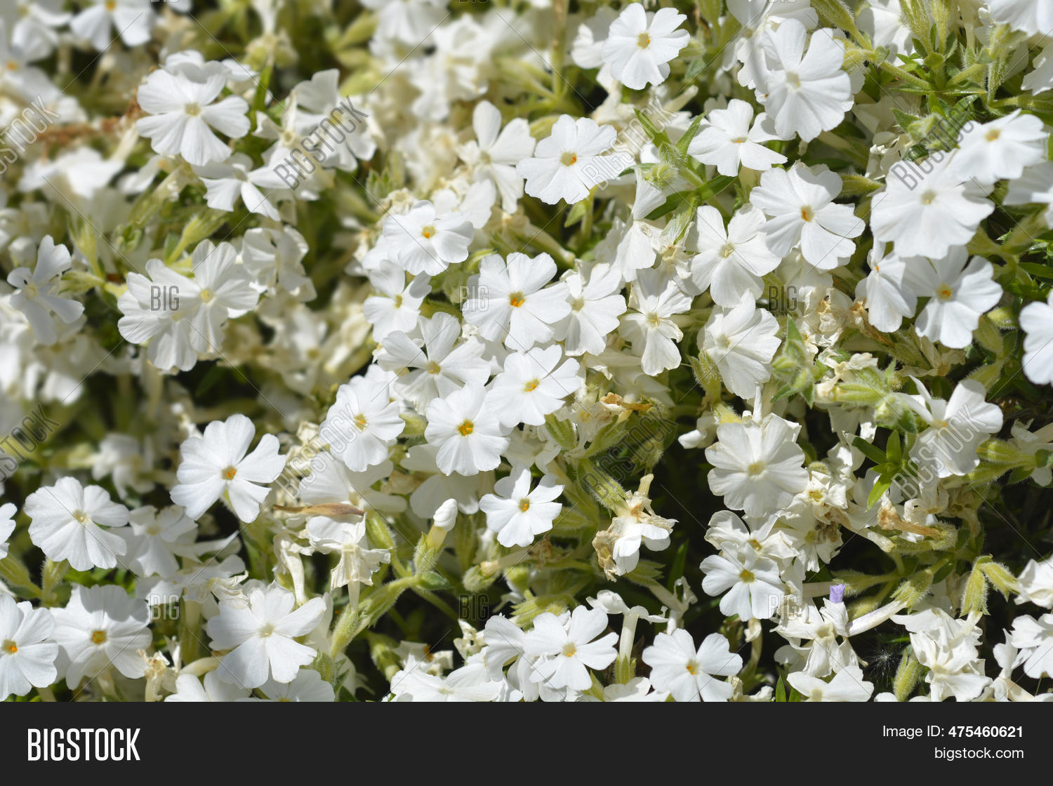 White Creeping Phlox Image & Photo (Free Trial) | Bigstock
