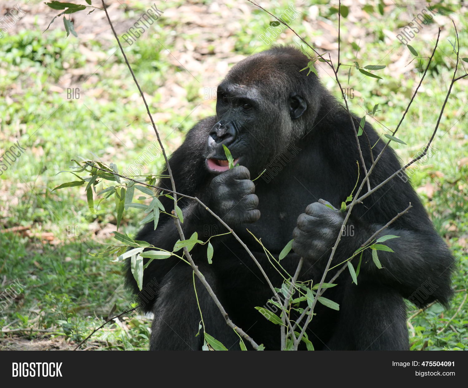 Gorilla Pulling Leaves Image & Photo (Free Trial) | Bigstock