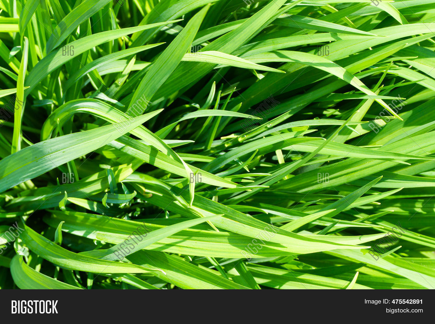 Meadow Ground Texture Image & Photo (Free Trial) | Bigstock
