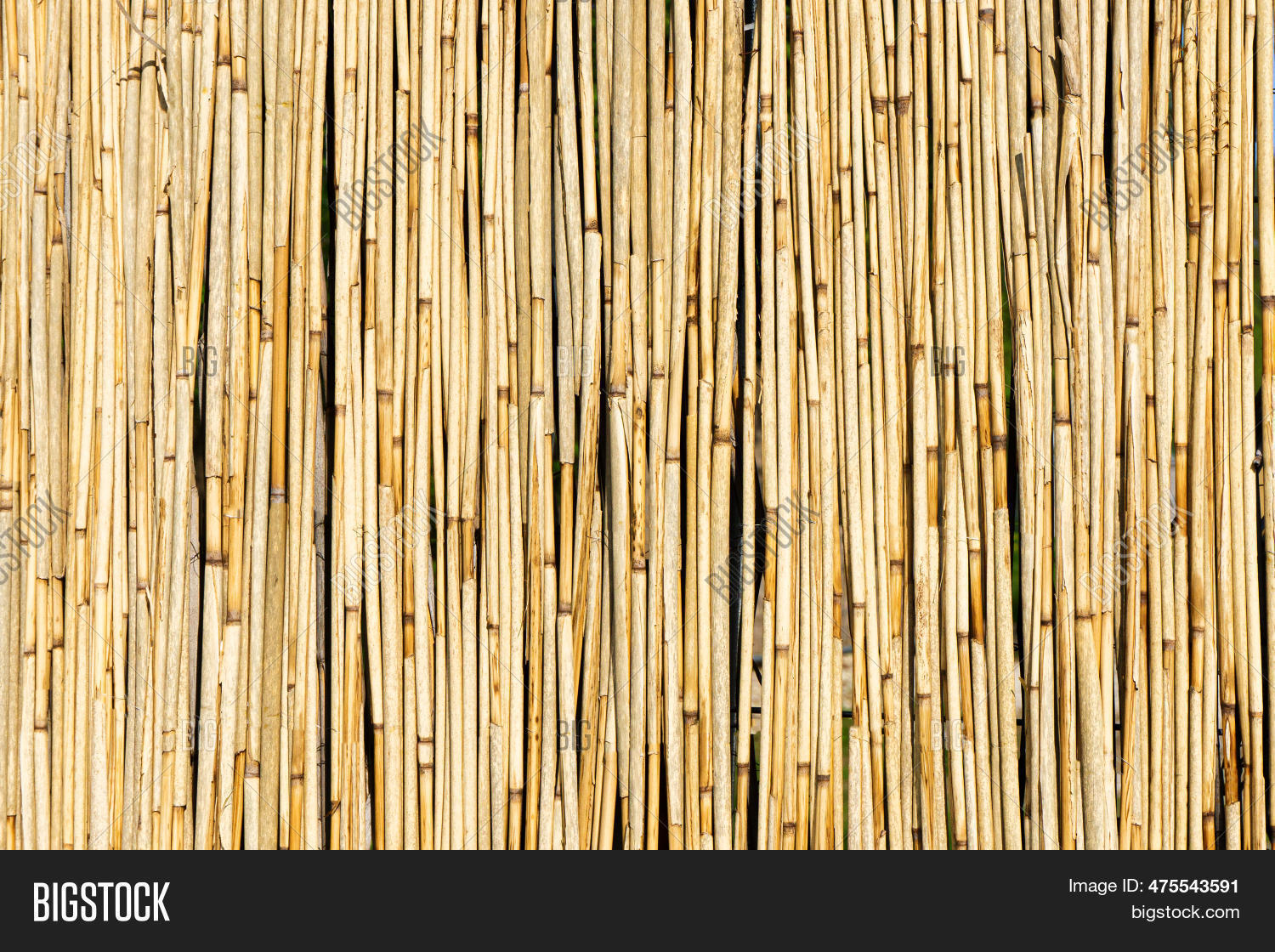 Fern Reed Screen. Hay Image & Photo (Free Trial) | Bigstock