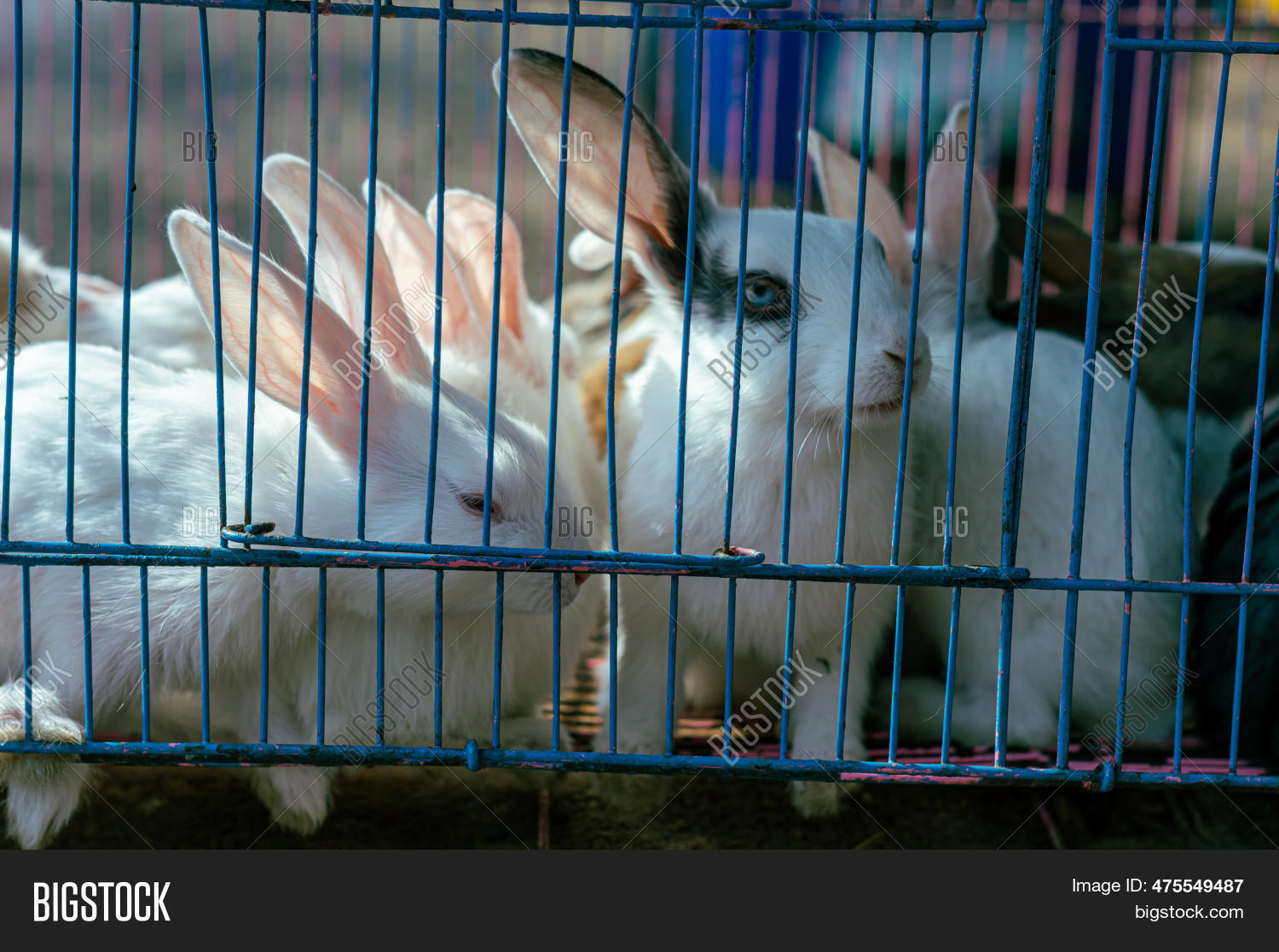 Rabbits Cage Looking Image & Photo (Free Trial) | Bigstock