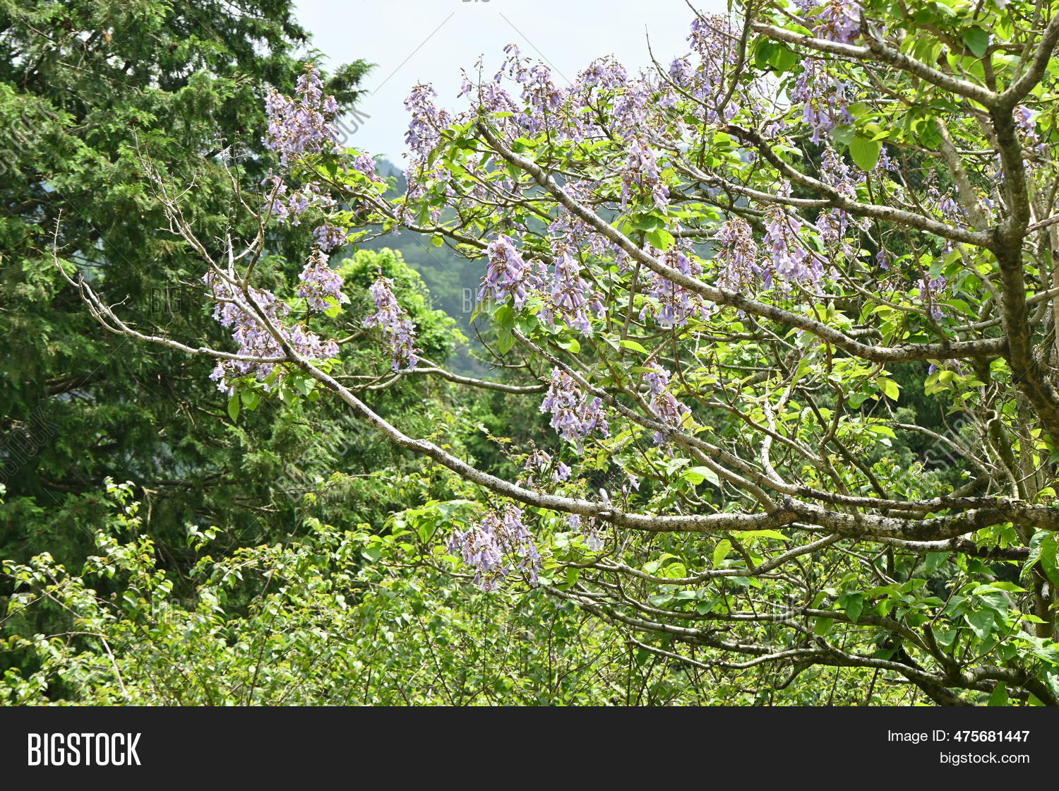 Paulownia Tree ( Image & Photo (Free Trial) | Bigstock