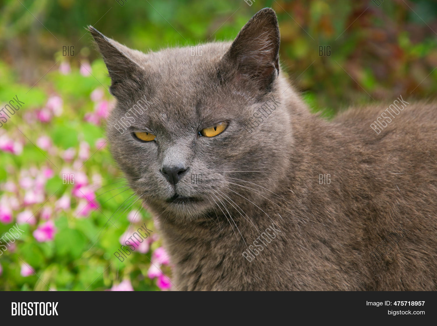 Cat Chartreux 图片和照片（免费试用） | Bigstock
