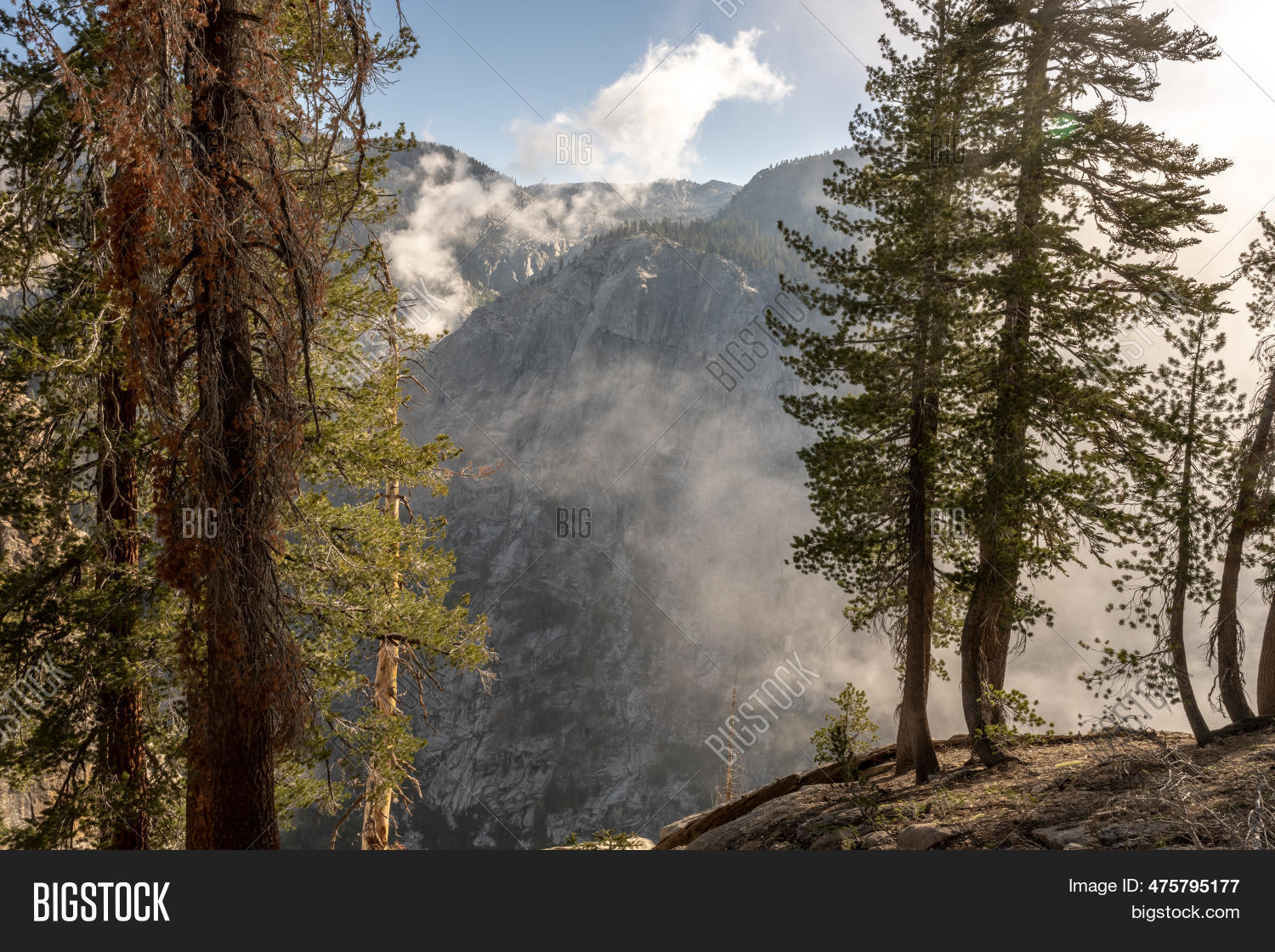 Pine Trees Looks Out Image & Photo (Free Trial) | Bigstock