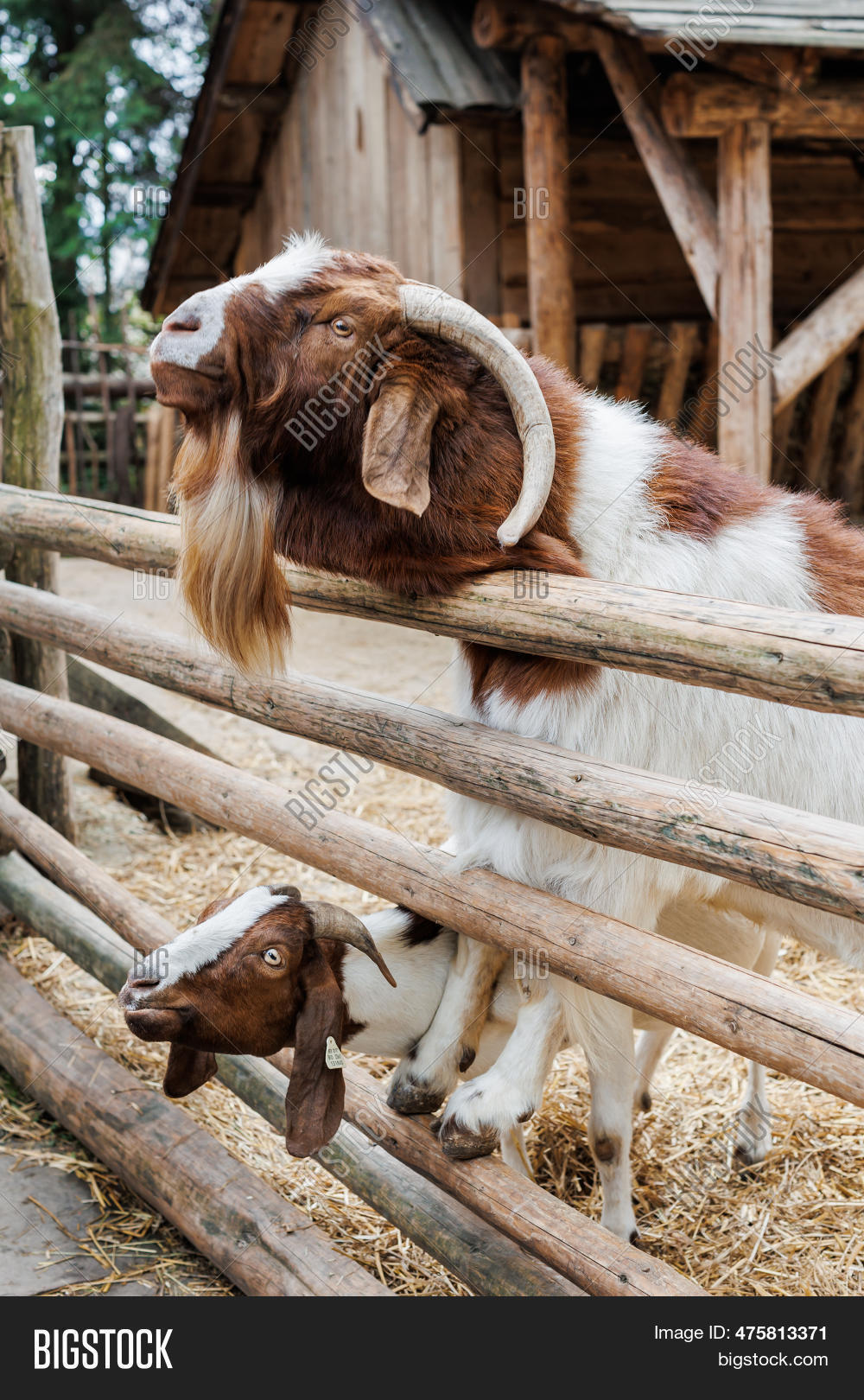 Male Boer Goat Very Image & Photo (Free Trial) | Bigstock