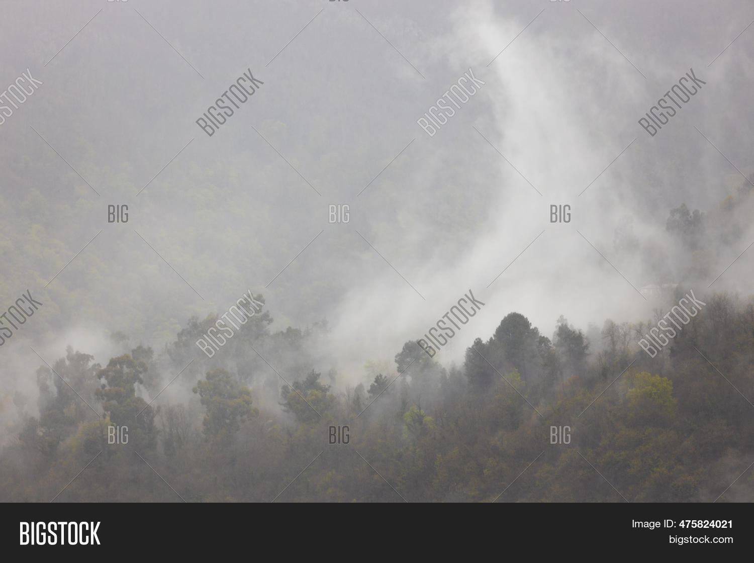 White Thick Fog Strong Image & Photo (Free Trial) | Bigstock