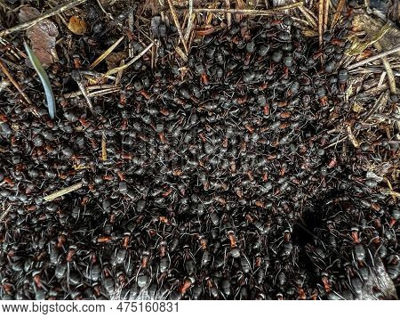 First Spring Emergence Image & Photo (Free Trial) | Bigstock