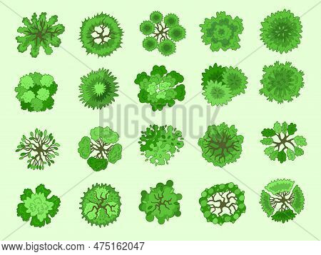 Tree Top View. Vector & Photo (Free Trial) | Bigstock