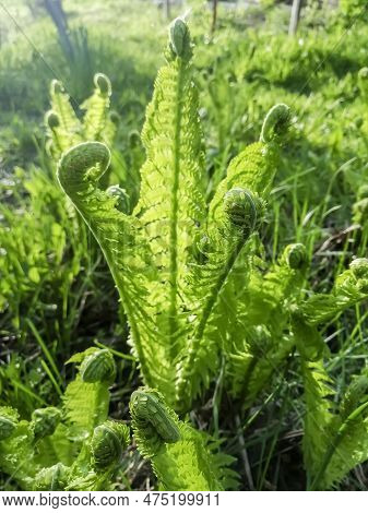 Fern Images, Illustrations & Vectors (Free) - Bigstock