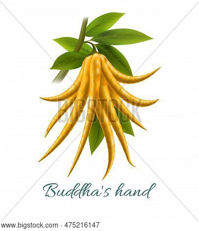 Buddha Hand Fruit Vector & Photo (Free Trial) | Bigstock