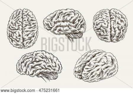 Brain Sketch Set. Vector & Photo (Free Trial) | Bigstock