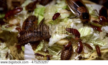 Group Cockroaches Image & Photo (Free Trial) | Bigstock