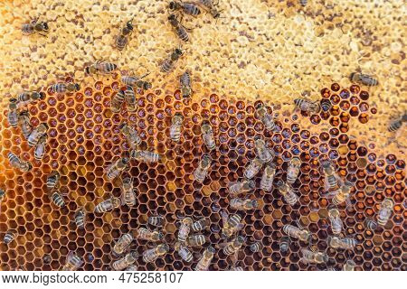 HONEY Images, Illustrations & Vectors (Free) - Bigstock