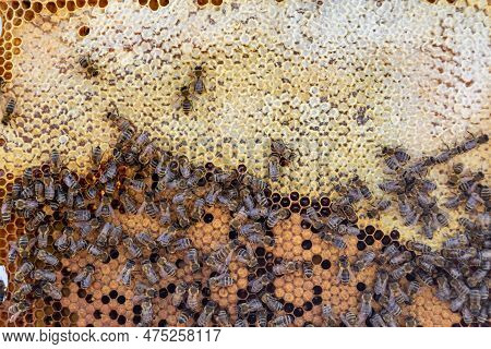 HONEY Images, Illustrations & Vectors (Free) - Bigstock