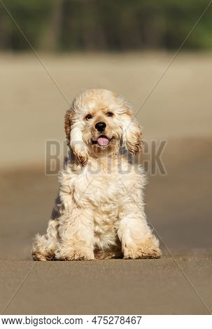 ภาพและภาพถ่าย (ทดลองใช้ฟรี) | Bigstock