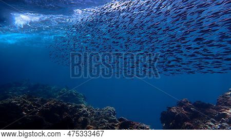 Underwater Photo Huge Image & Photo (Free Trial) | Bigstock
