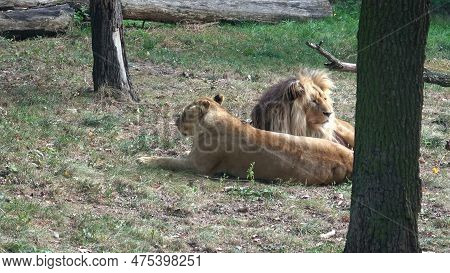Lion Lioness Sleeping Image & Photo (Free Trial) | Bigstock