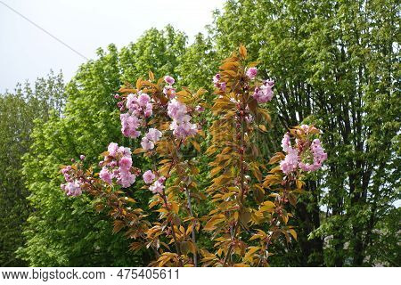 Upright Branches Image & Photo (Free Trial) | Bigstock