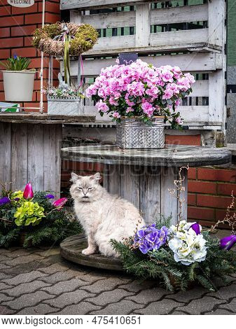 Cat Under Table Images, Illustrations & Vectors (Free) - Bigstock