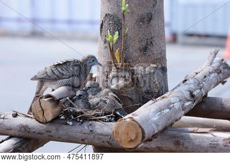 Two Dove Children Image & Photo (Free Trial) | Bigstock