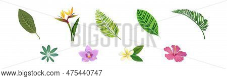 Tropical Foliage Vector & Photo (Free Trial) | Bigstock